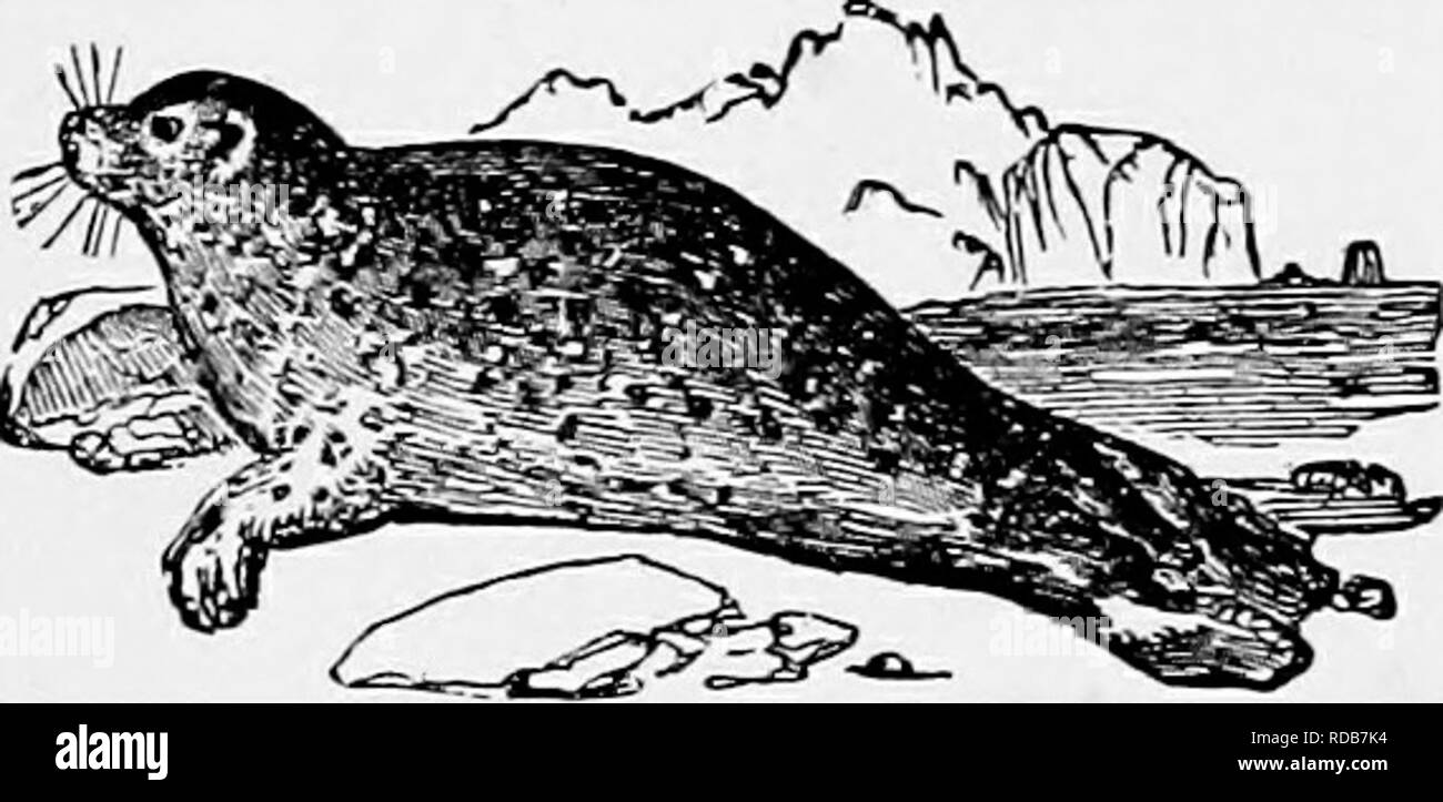 . The popular natural history . Zoology. 124 "THE SEAL. colour of its ...