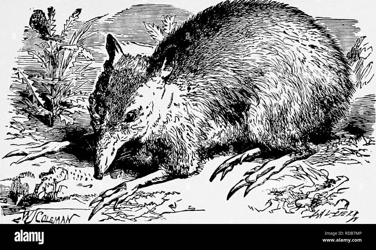 Long nosed bandicoot hi-res stock photography and images - Alamy