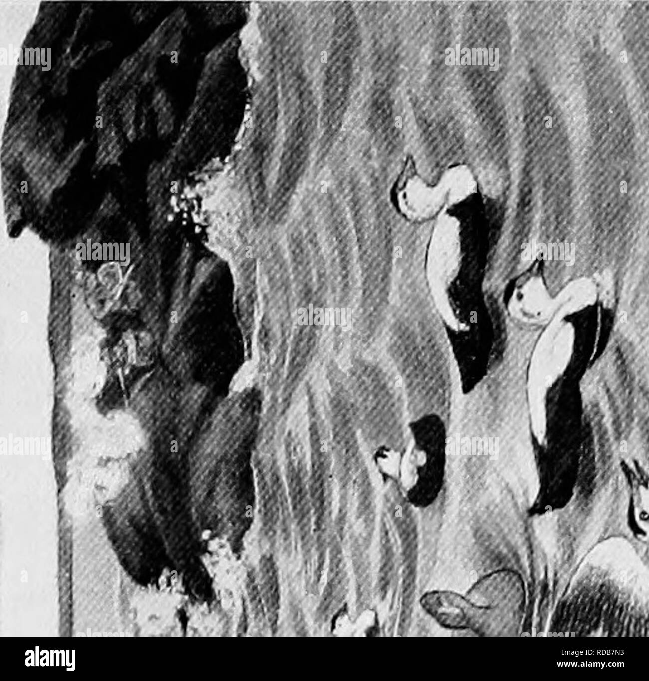 . Feathered game of the Northeast. Game and game-birds. 1 'i^mfMu ...