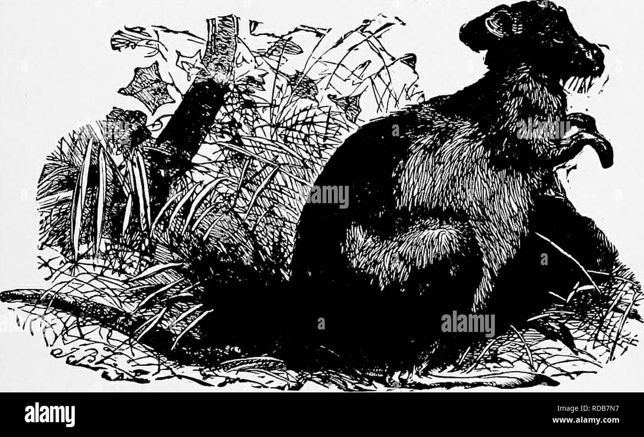 What Can Throw Off A Dogs Scent