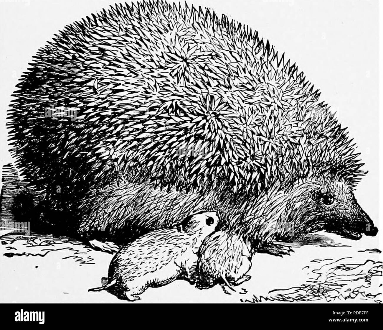. The popular natural history . Zoology. THE HEDGEHOG. 105 SPINE OF ...