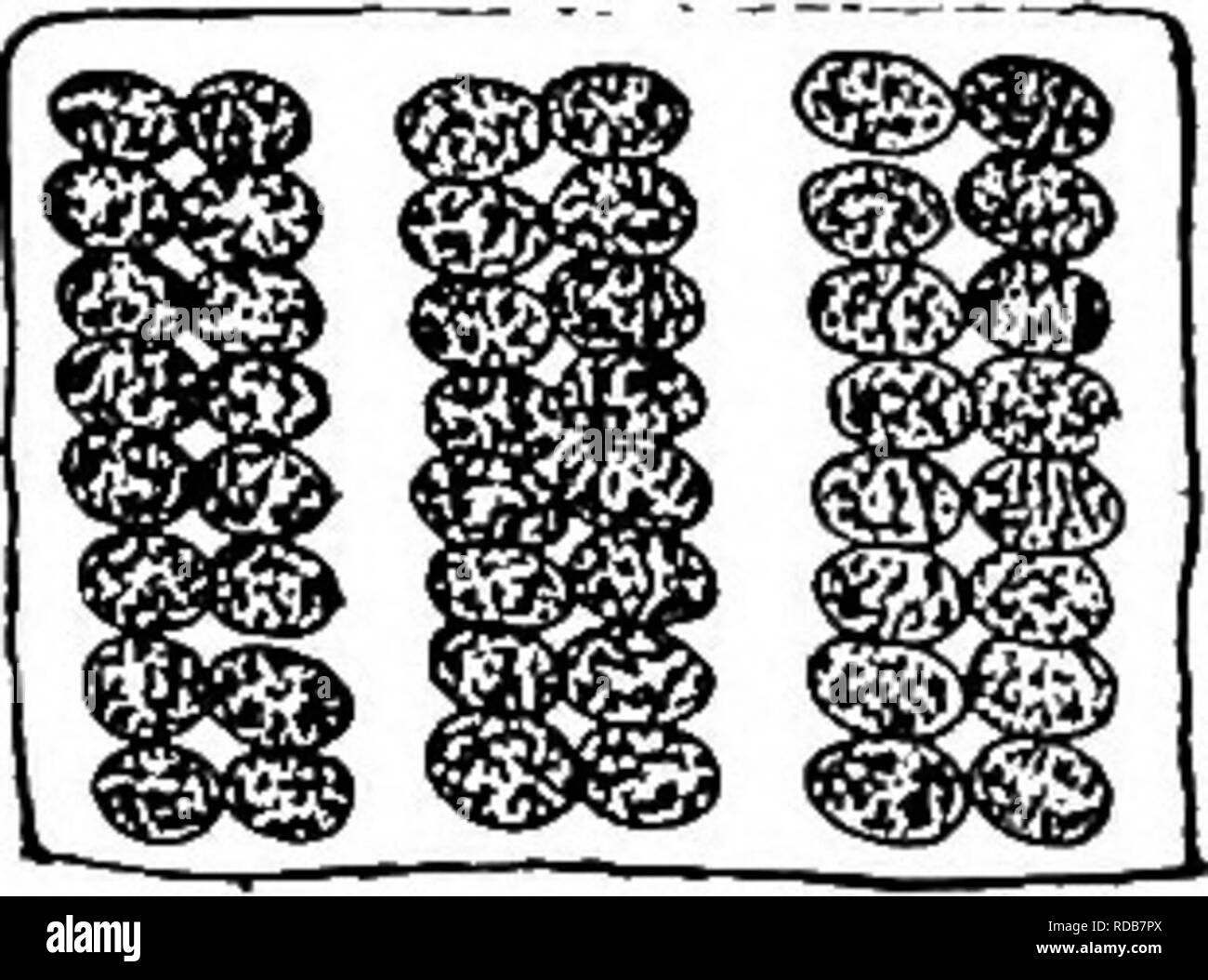 Tetrapedia hi-res stock photography and images - Alamy