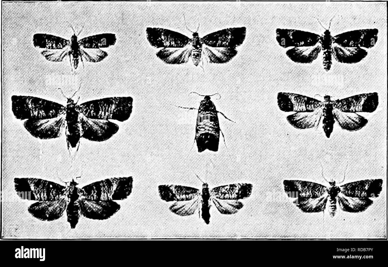 Moth after hatching Black and White Stock Photos & Images - Alamy