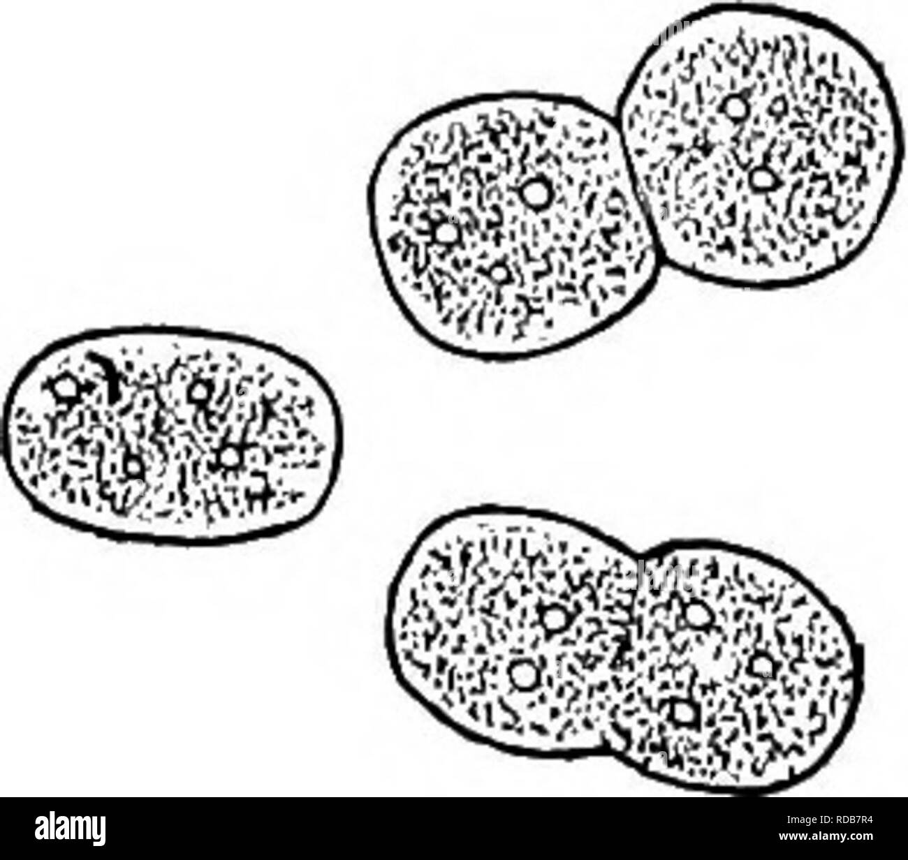 synechococcus lividus colonies coloring pages
