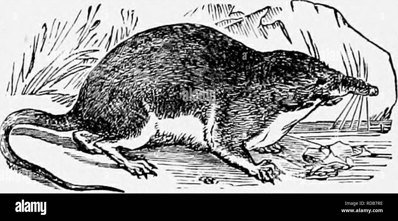 Shrew's nest Black and White Stock Photos & Images - Alamy