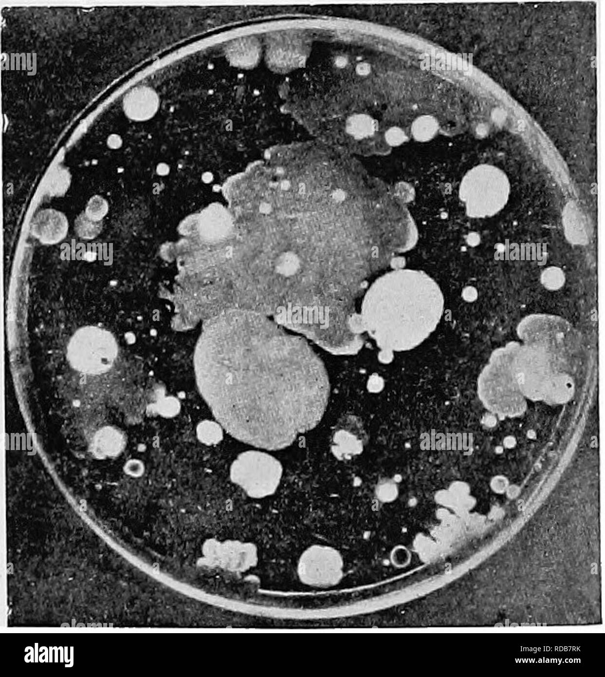 Bacterial culture plate Black and White Stock Photos & Images - Alamy