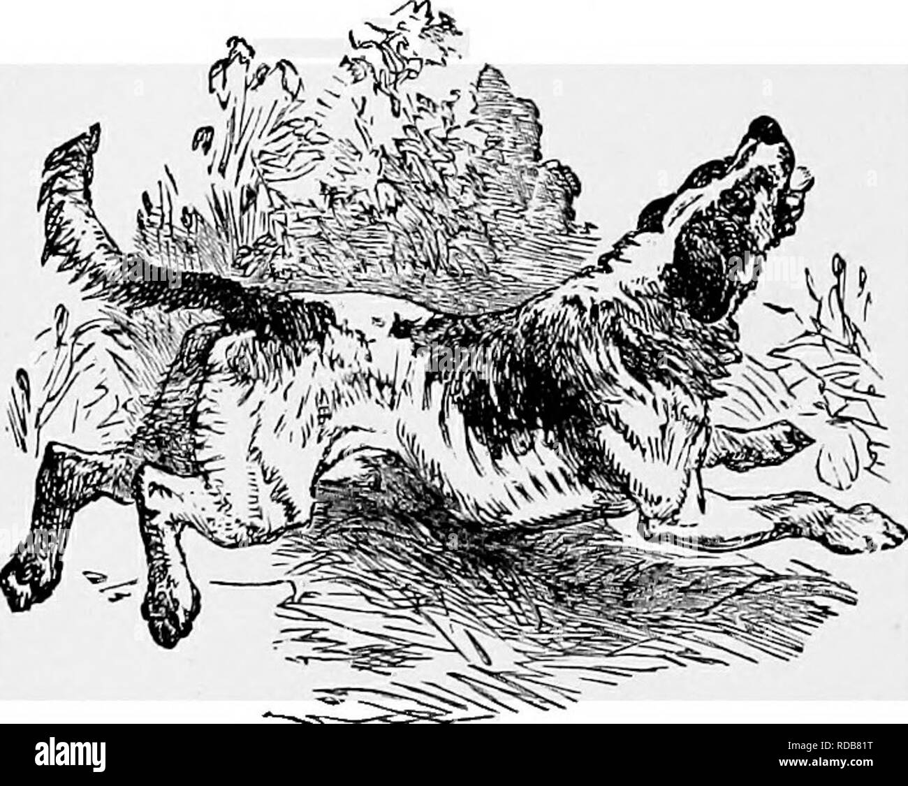 Bloodhound in water hi-res stock photography and images - Alamy