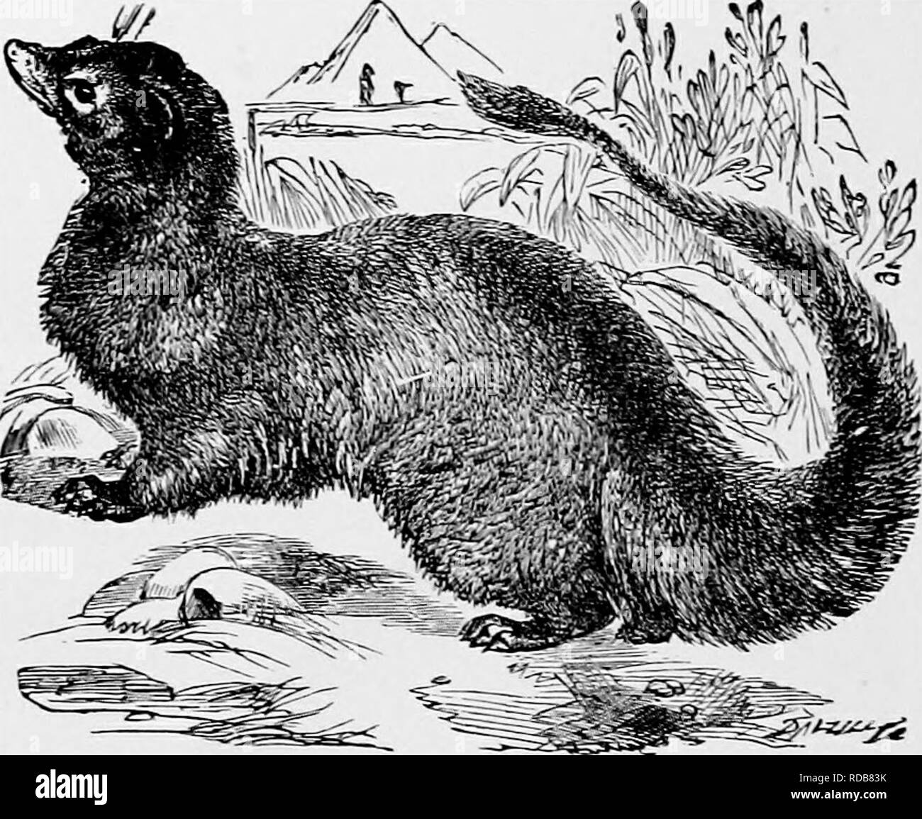 . The popular natural history . Zoology. 56 THE MOONGUS. rous reptiles ...