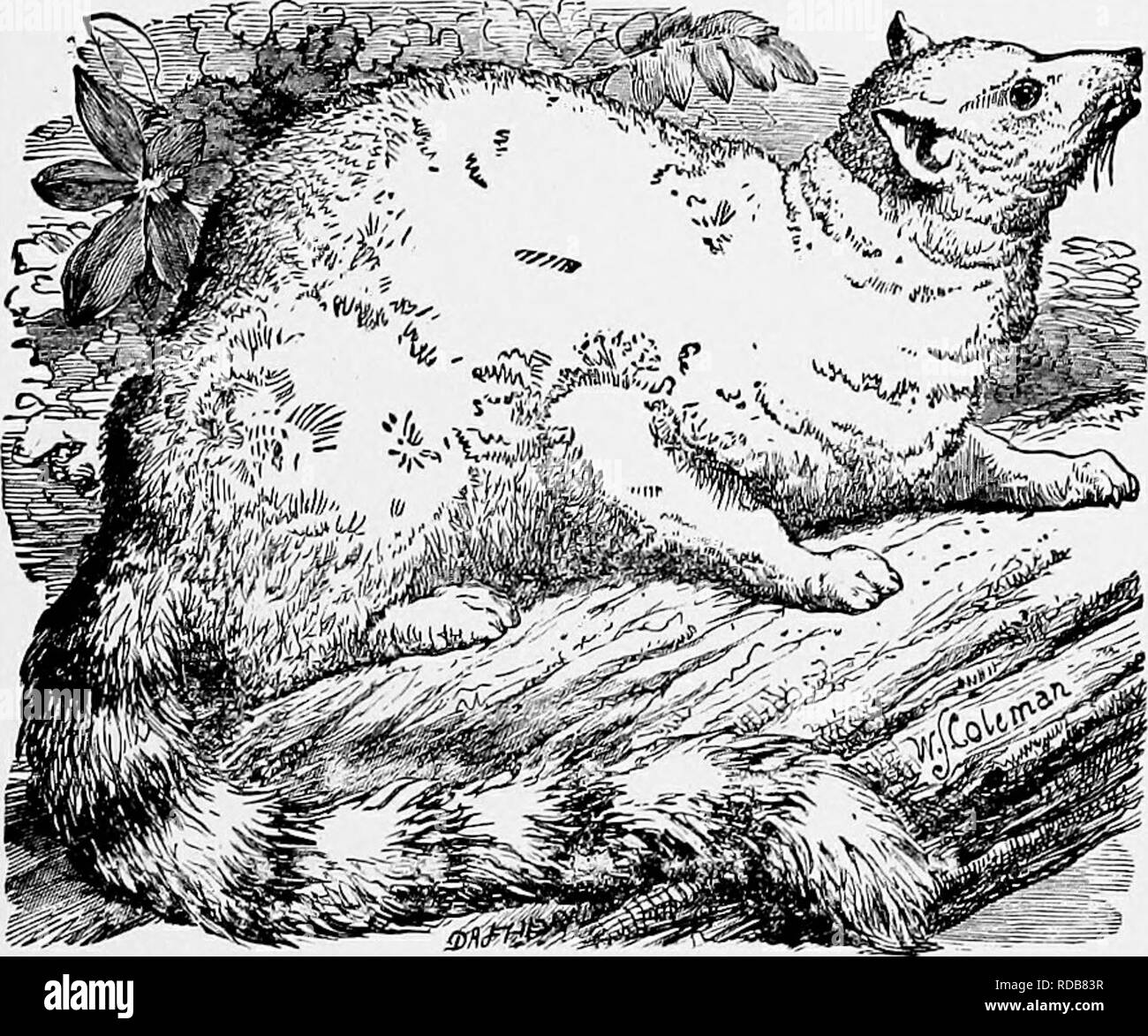 Retractile claws cat Black and White Stock Photos & Images - Alamy