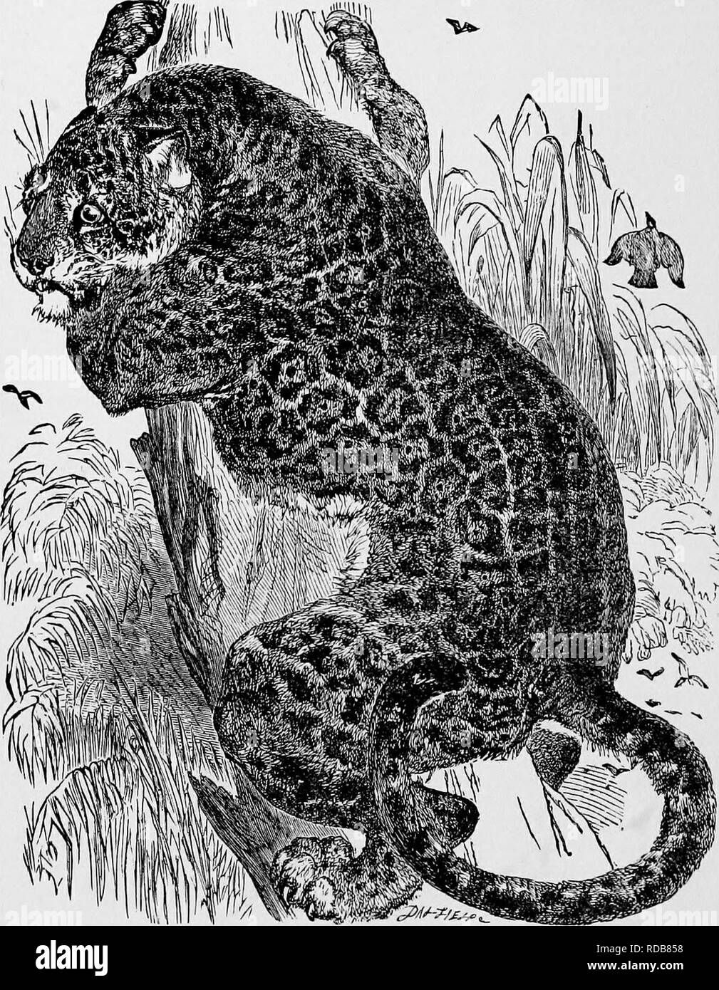 . The popular natural history . Zoology. 44 THE JAGUAR. ness of its fur ...