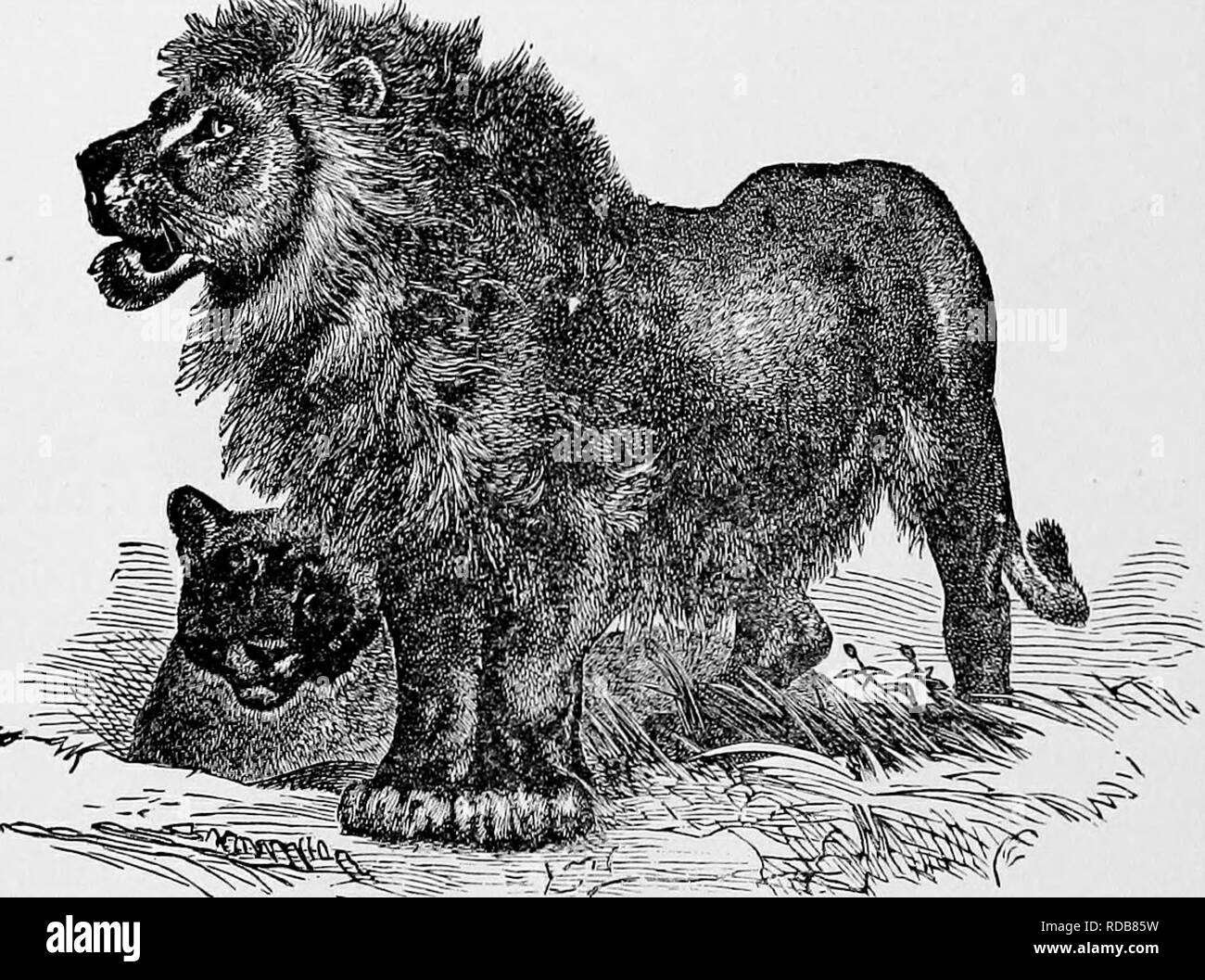 . The popular natural history . Zoology. 40 THE LION. to the age of the ...