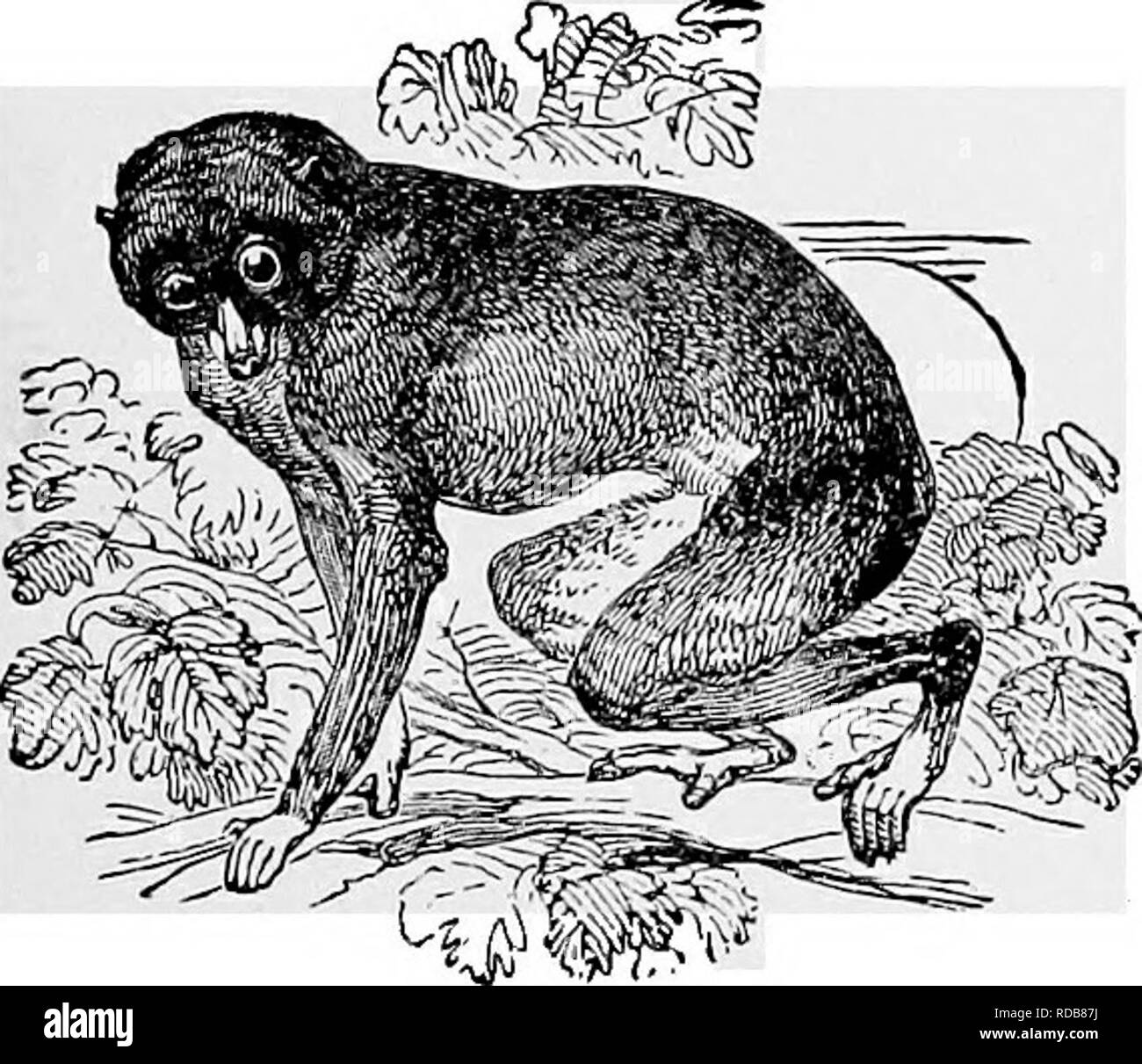 Rainforest colour Black and White Stock Photos & Images - Alamy