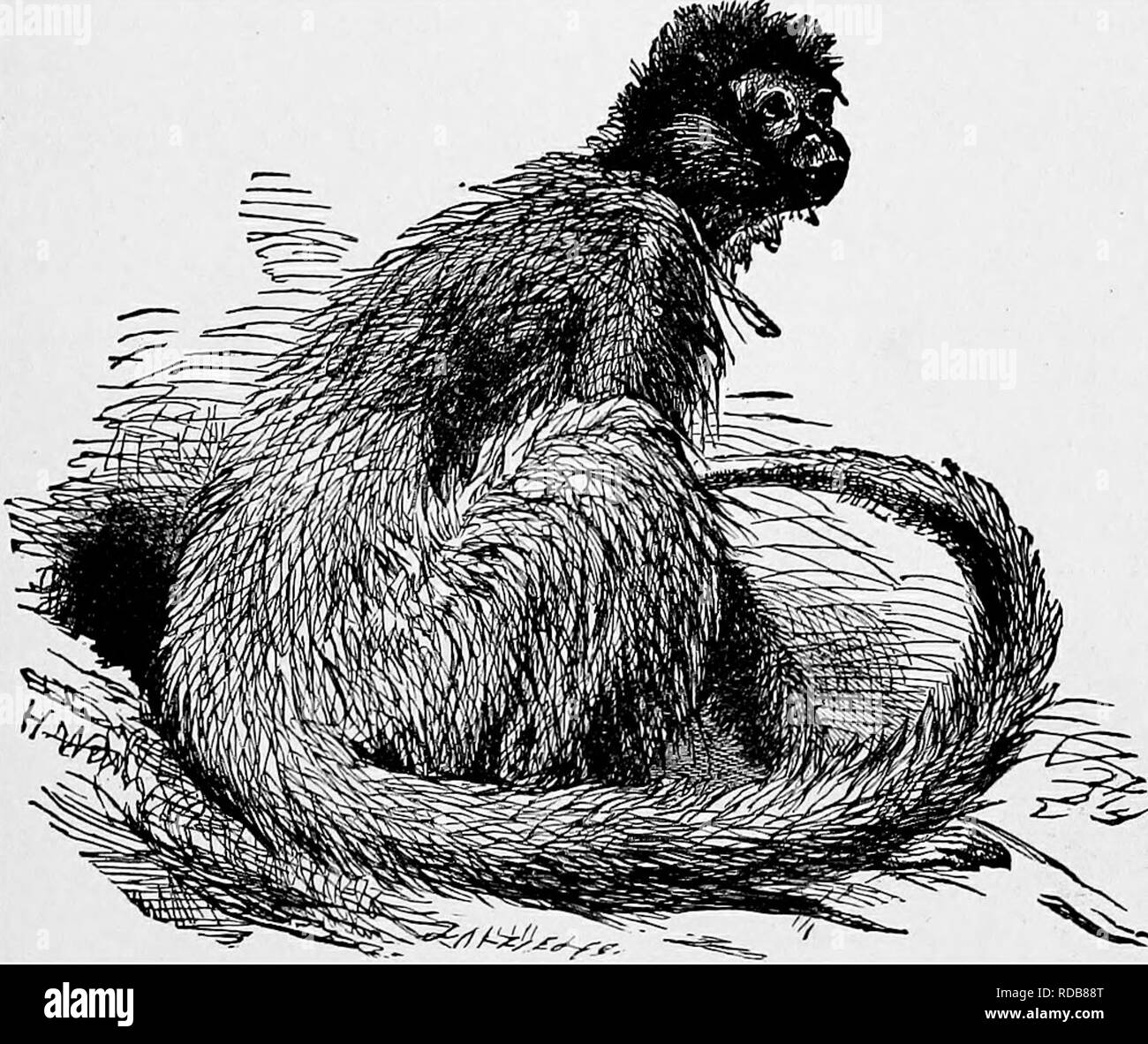 Long legs on spider Black and White Stock Photos & Images - Alamy