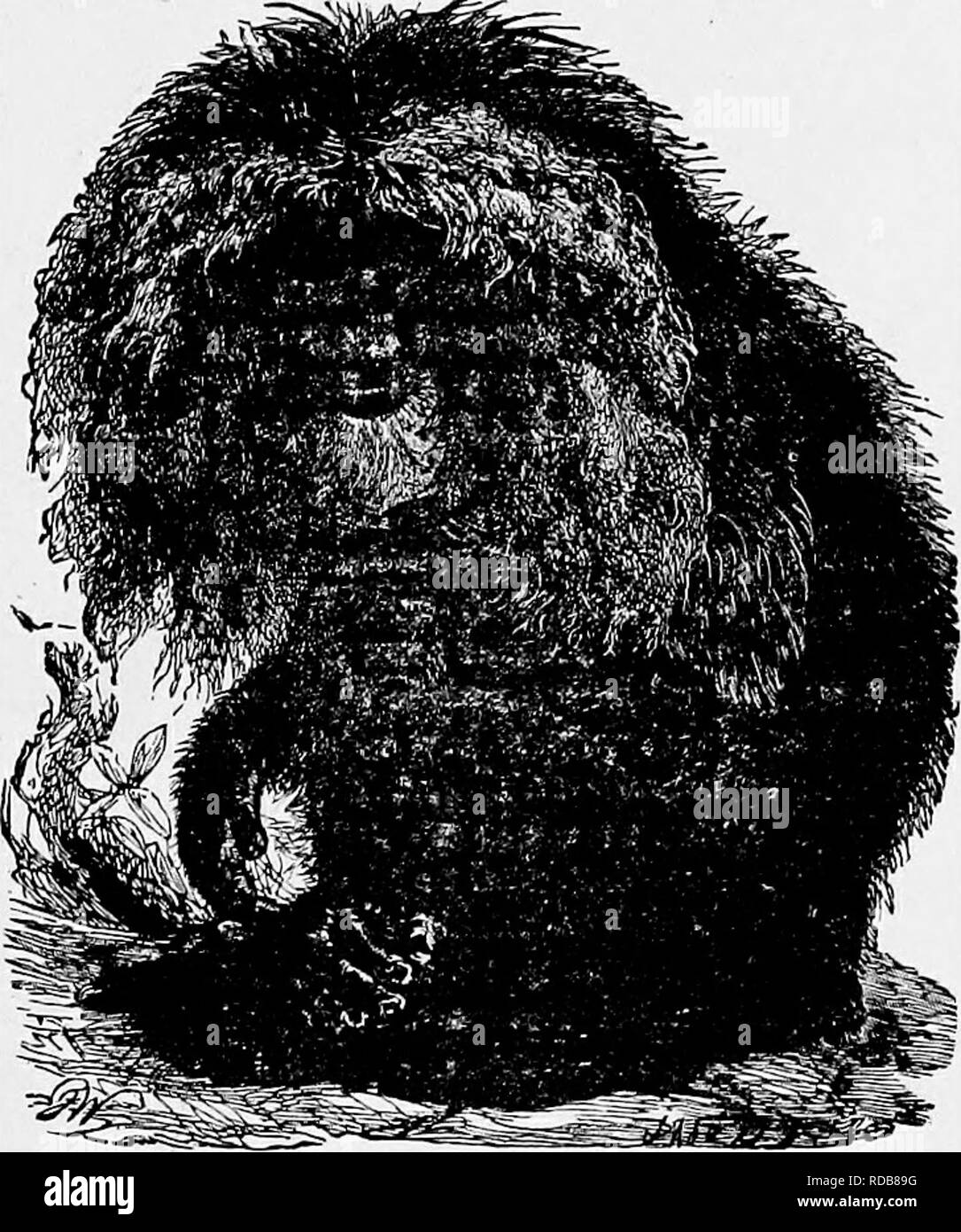 . The popular natural history . Zoology. THE WANDEROO. I? This very ...