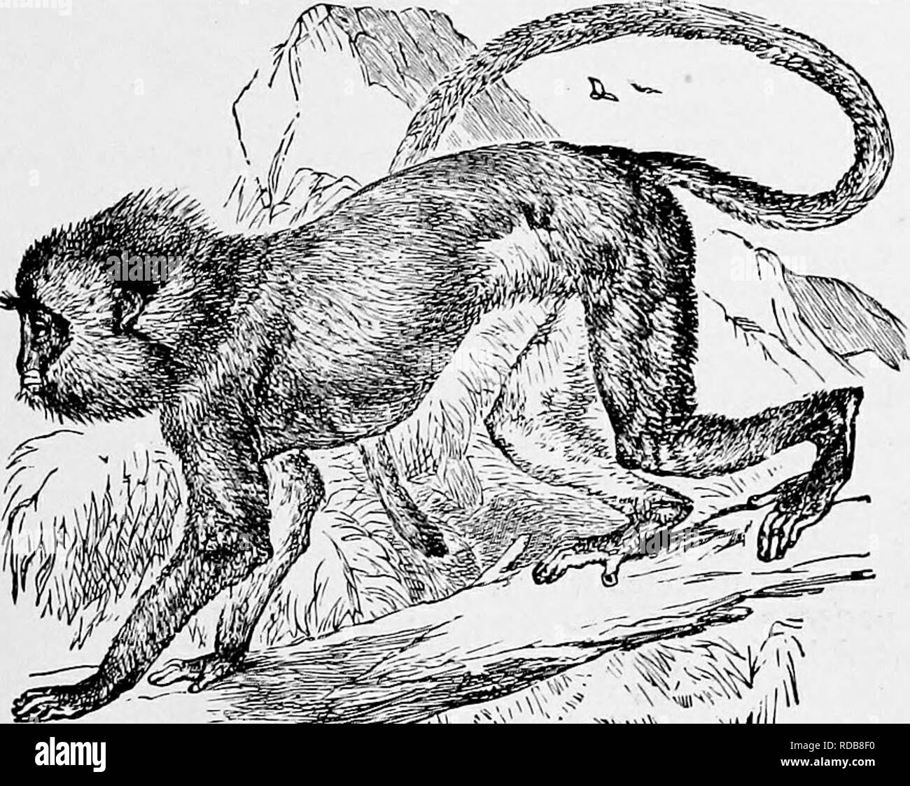 . The popular natural history . Zoology. THE SIMPAI. 9 The chief ...