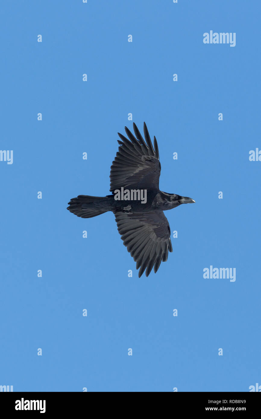 Raven Flying With Wings Spread High Resolution Stock Photography and Images - Alamy