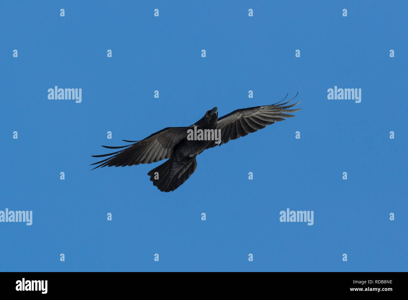 Raven flying with wings spread hi-res stock photography and images - Alamy