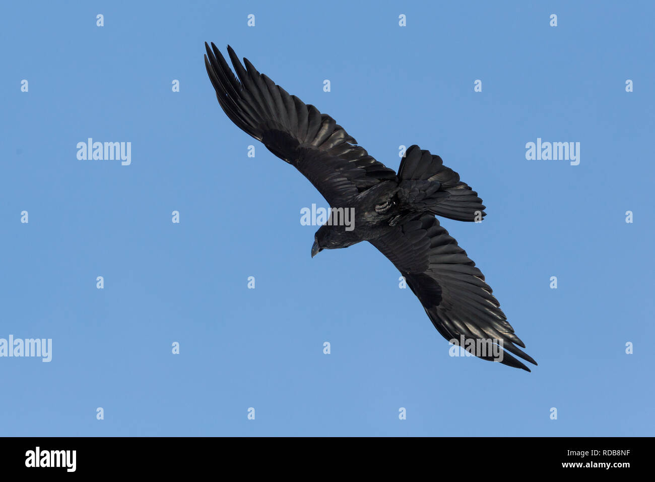 Raven Flying With Wings Spread High Resolution Stock Photography and ...