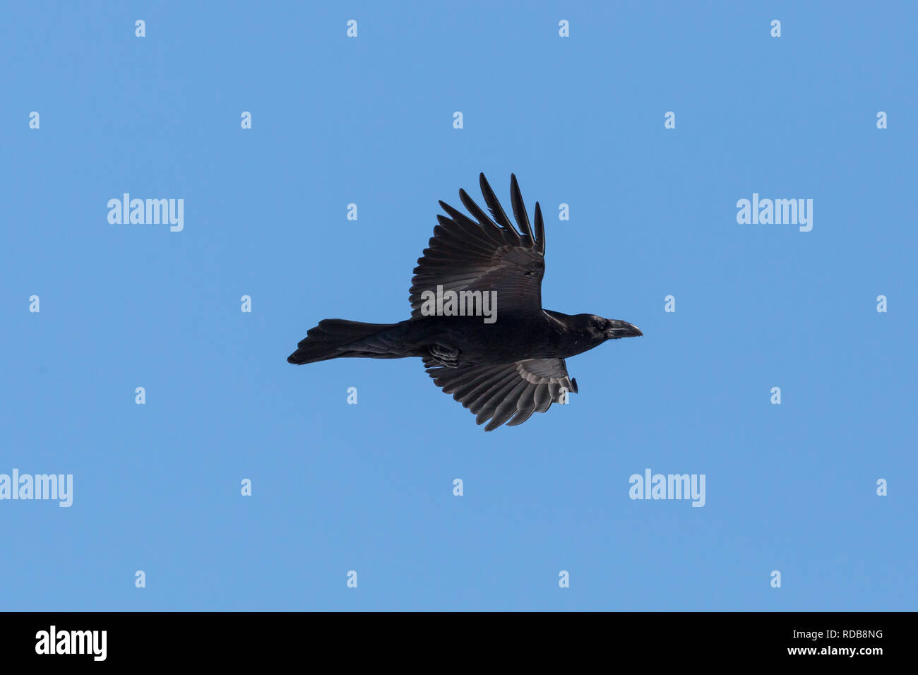 Raven flying with wings spread hi-res stock photography and images - Alamy