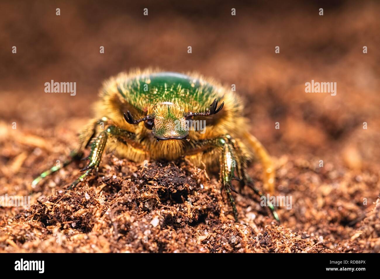 Cuprea hi-res stock photography and images - Alamy