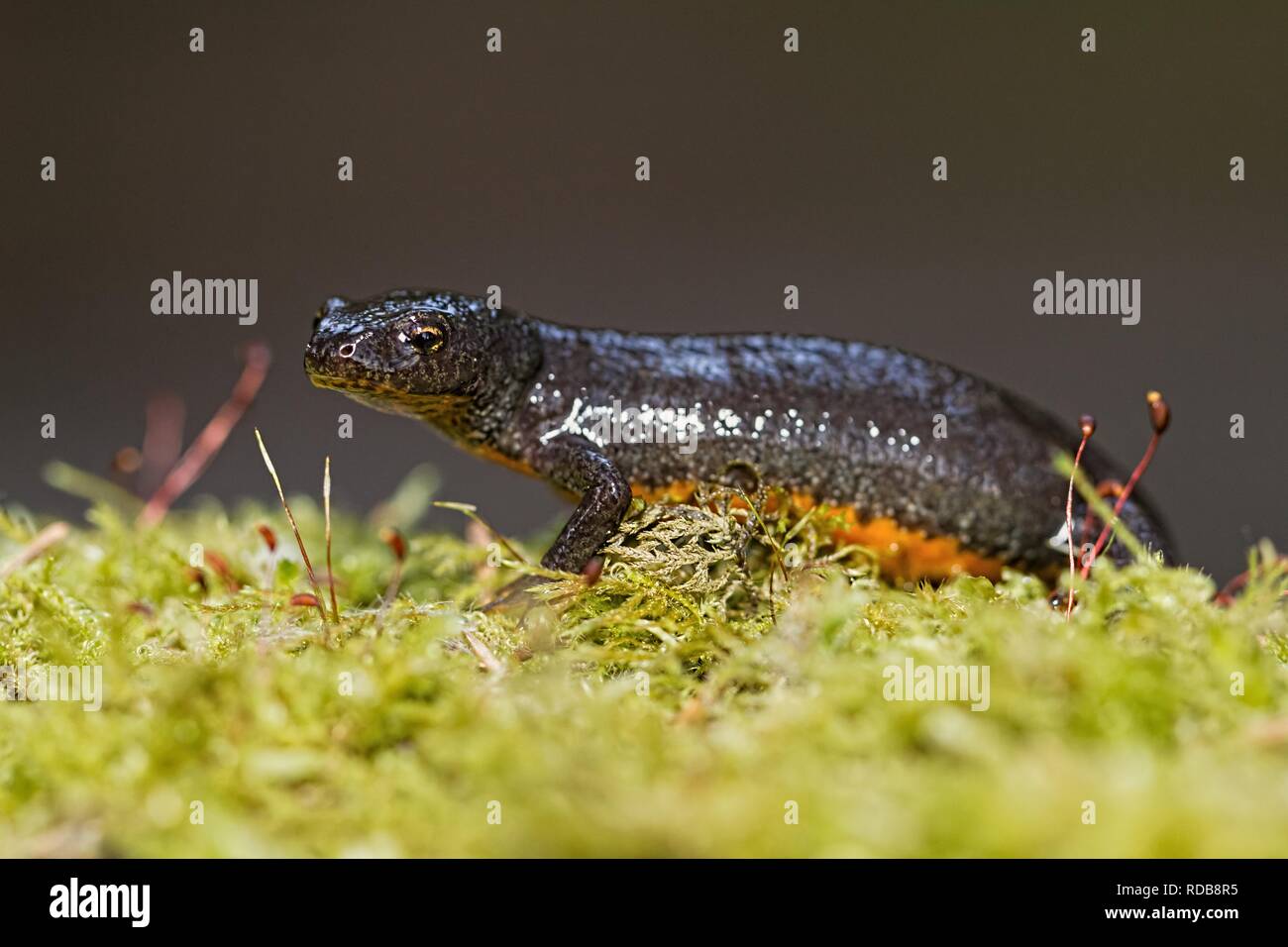 Mesotriton alpestris hi-res stock photography and images - Alamy