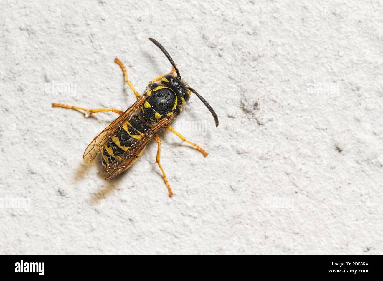 Wet wasp hi-res stock photography and images - Alamy