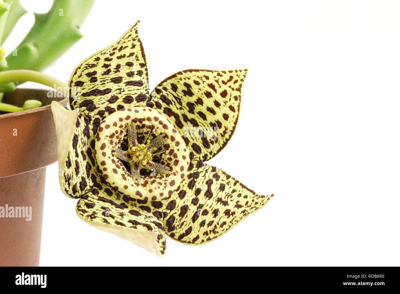 Orbea variegata orbea hi-res stock photography and images - Alamy