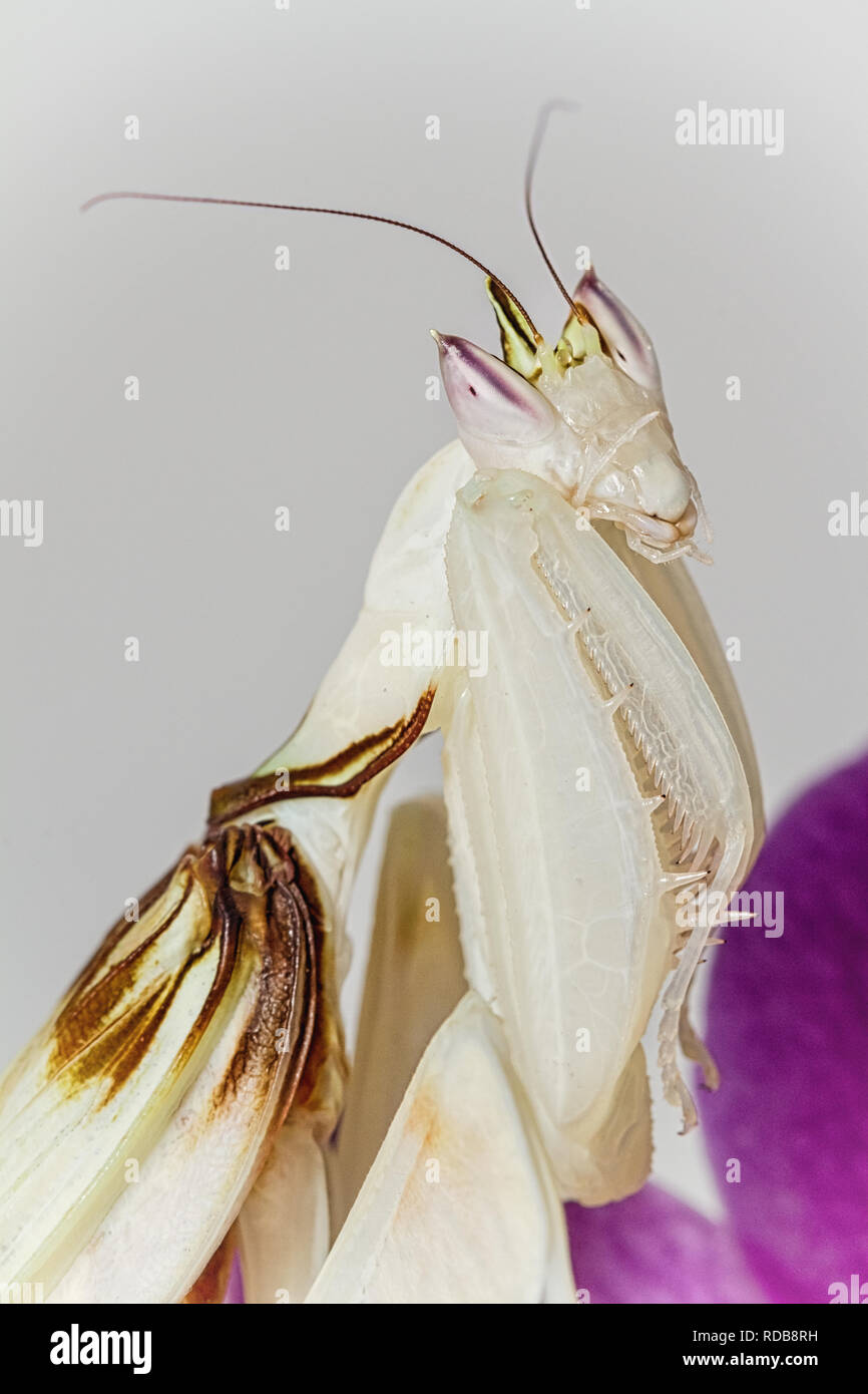 Hymenopus coronatus hi-res stock photography and images - Alamy
