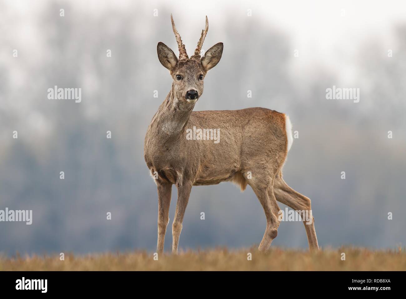 Roe deer buck in spring with new antlers Stock Photo - Alamy