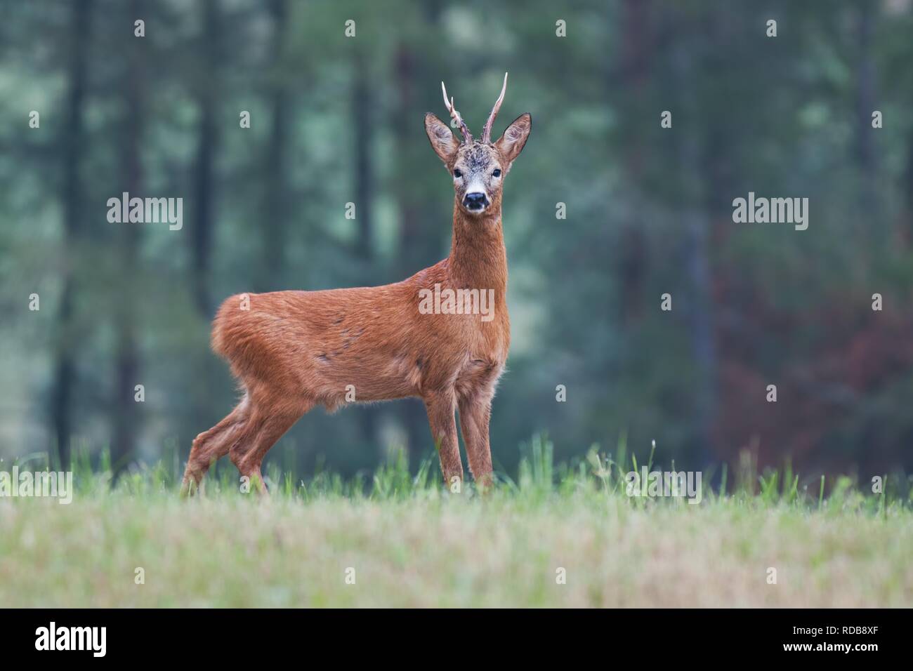 Male roe deer hi-res stock photography and images - Alamy