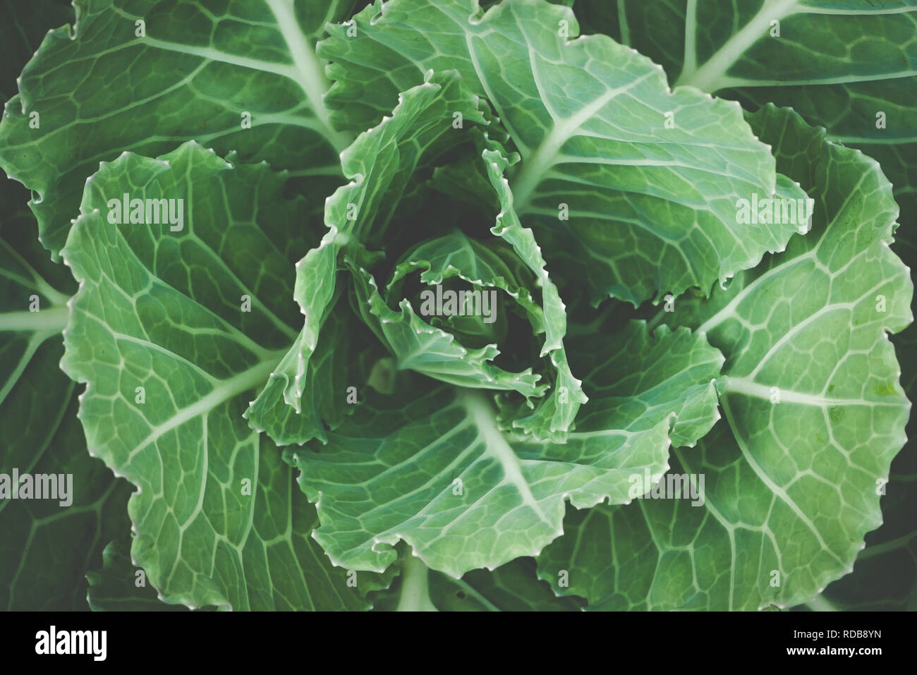 gardening Vegetable farming, organic cabbage cultivation Stock Photo ...