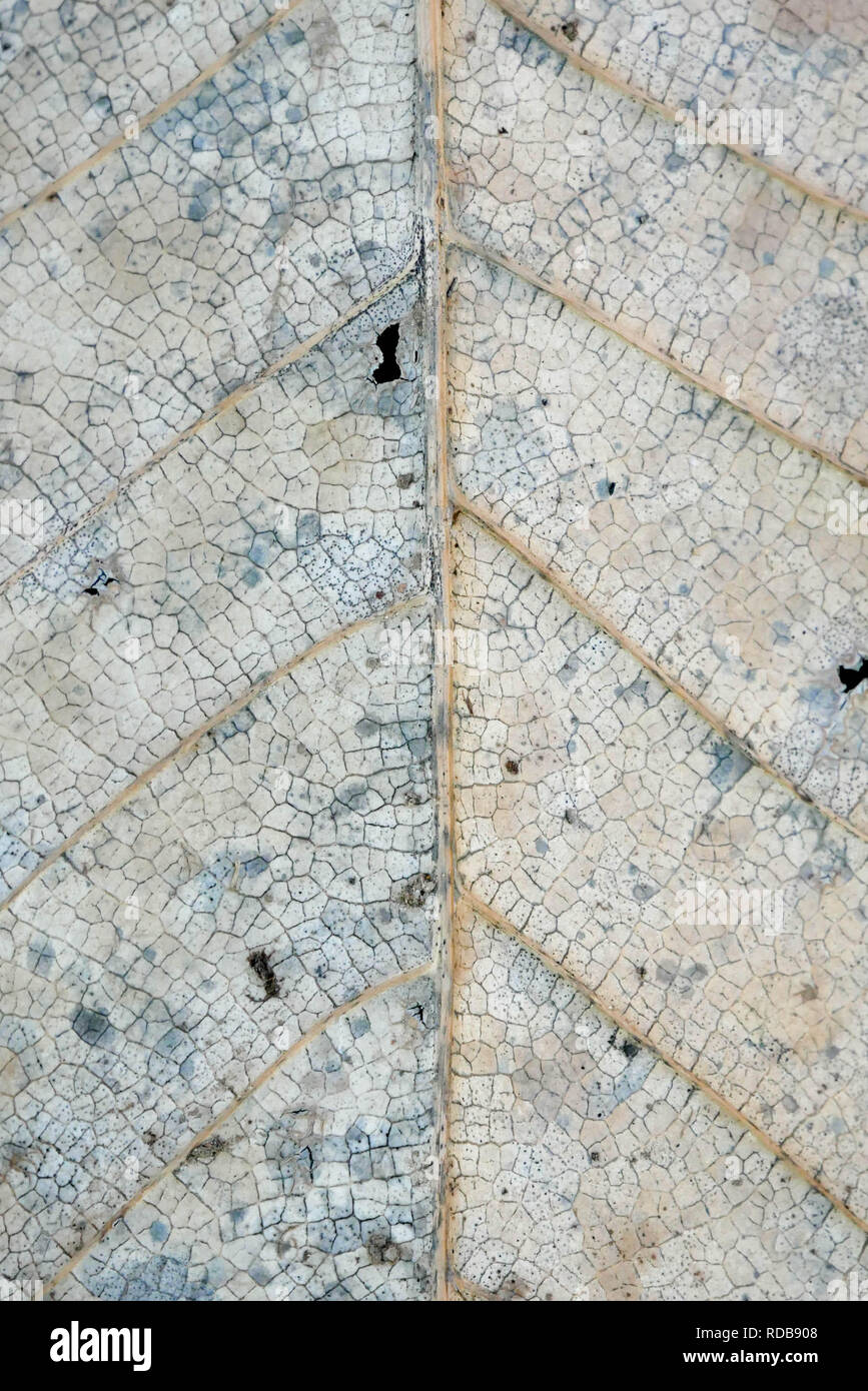 Grunge texture of the old leaf background Stock Photo - Alamy