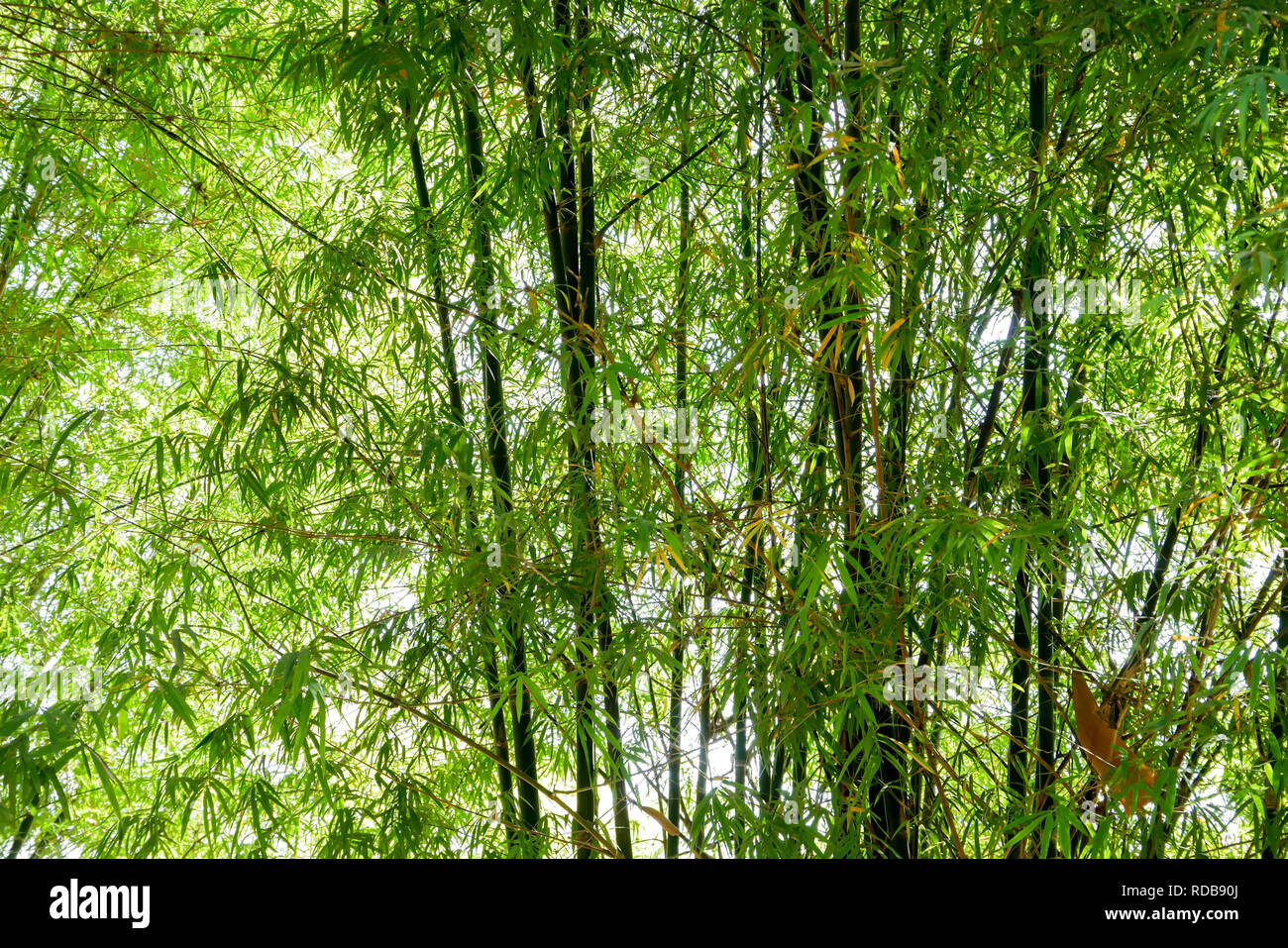 background texture green bamboo tree Stock Photo - Alamy