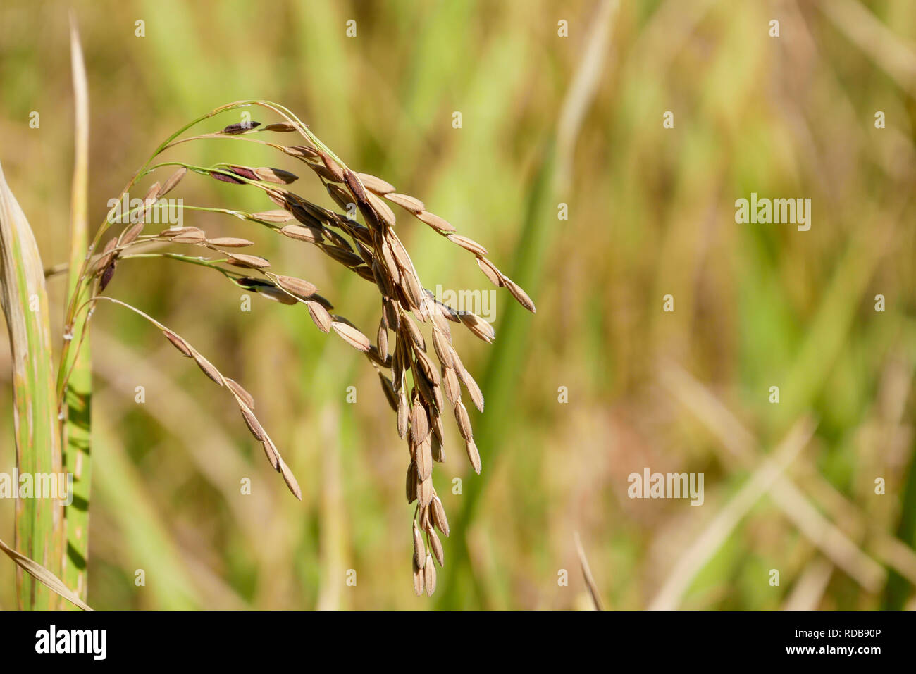Green ear of rice in paddy rice field Stock Photo - Alamy