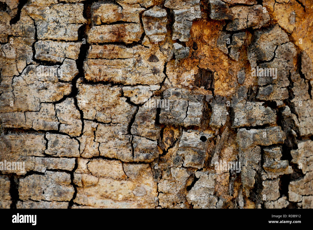 Tree bark wood texture abstract background Stock Photo - Alamy