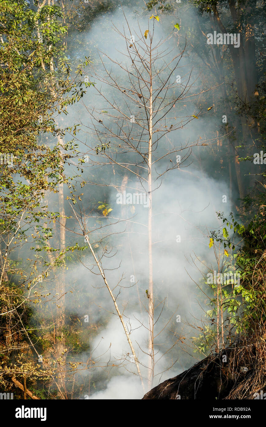smoke prairie fire. Dry grass blazes among bushes destruction of ...