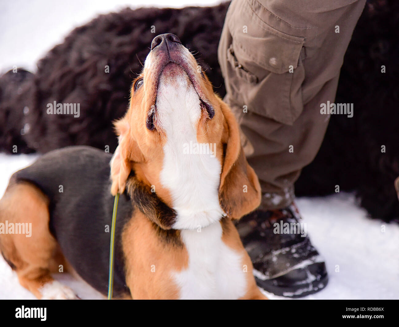 Beagle dog feet hi-res stock photography and images - Alamy