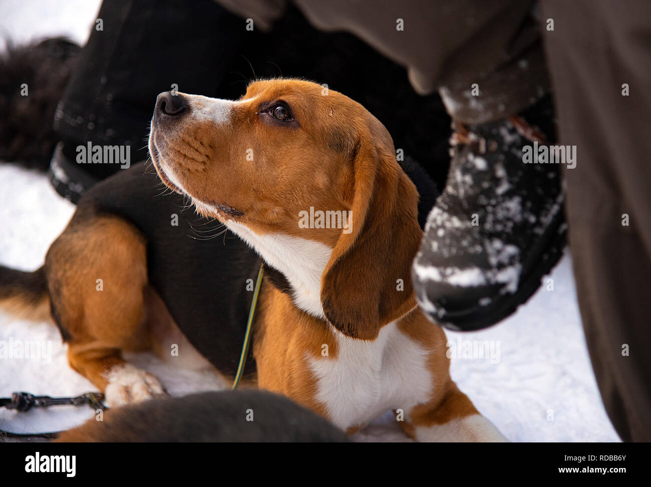 Beagle dog feet hi-res stock photography and images - Alamy