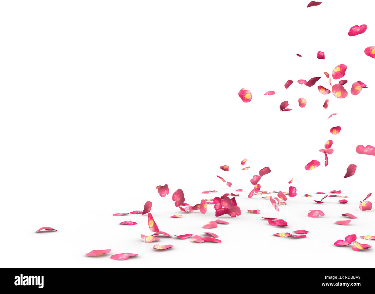 Many rose petals fall on the floor. Isolated on white background Stock ...