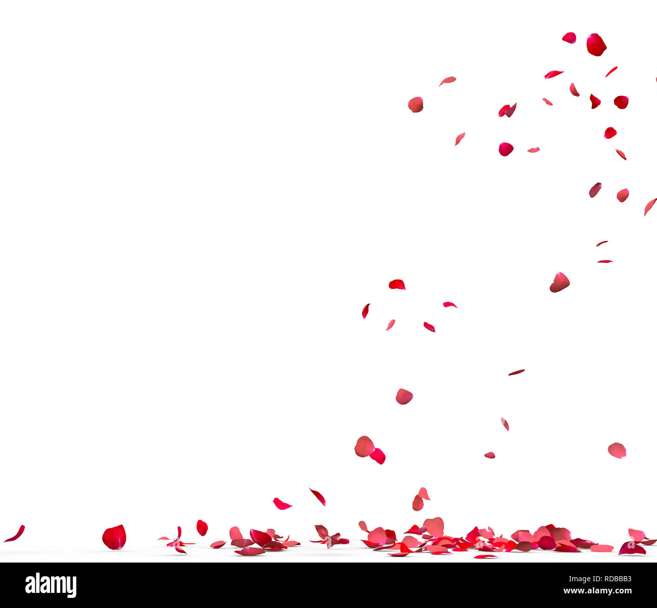Many rose petals fall on the floor. Isolated on white background Stock ...