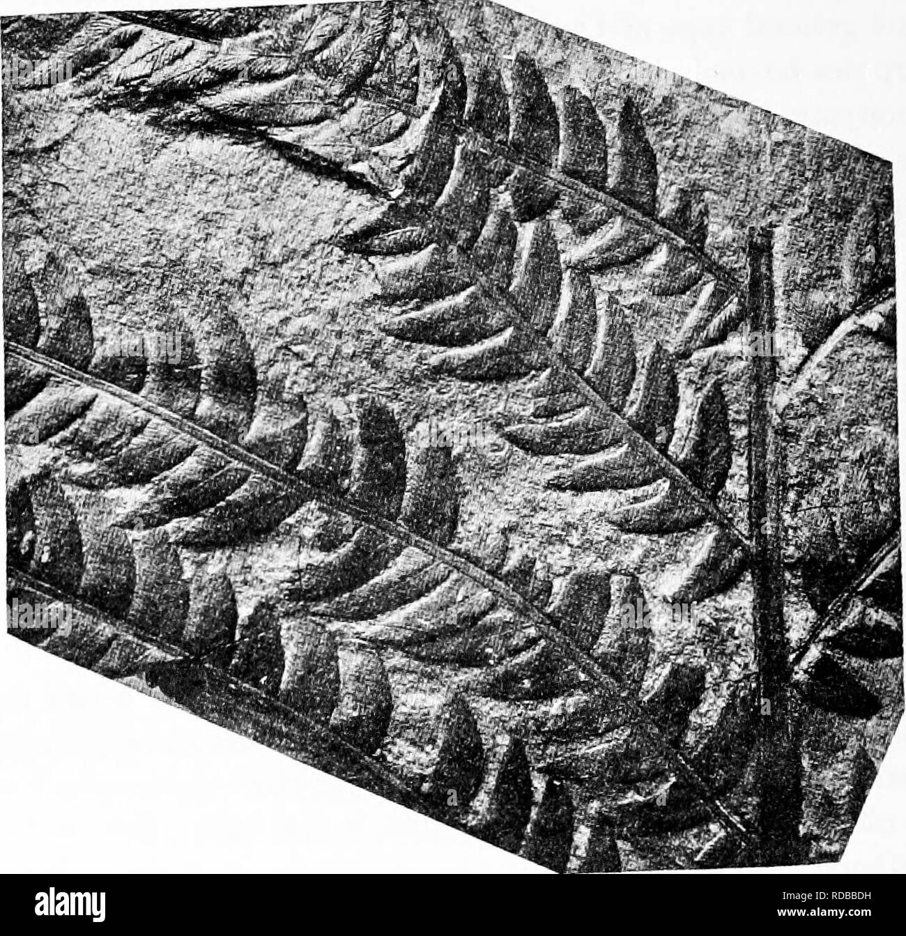 Triassic inferior hi-res stock photography and images - Alamy