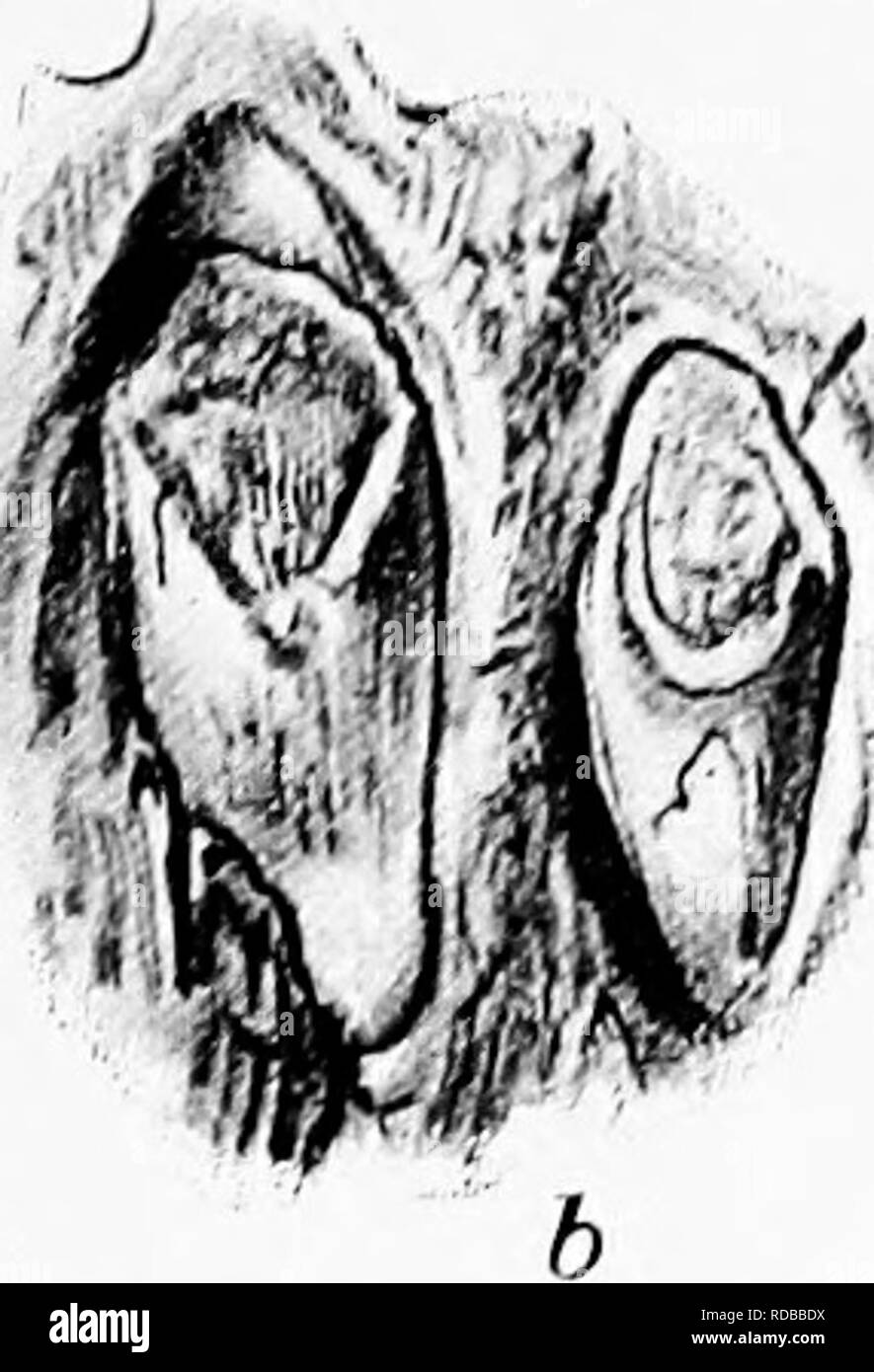 . Fossil plants : for students of botany and geology . Paleobotany. XXl ...