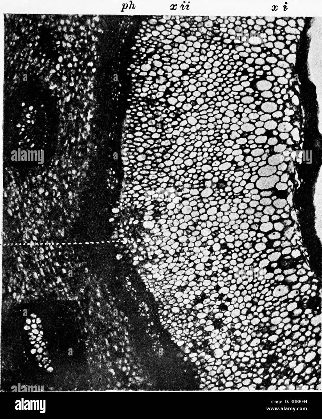 . Fossil plants : for students of botany and geology . Paleobotany. xxi ...