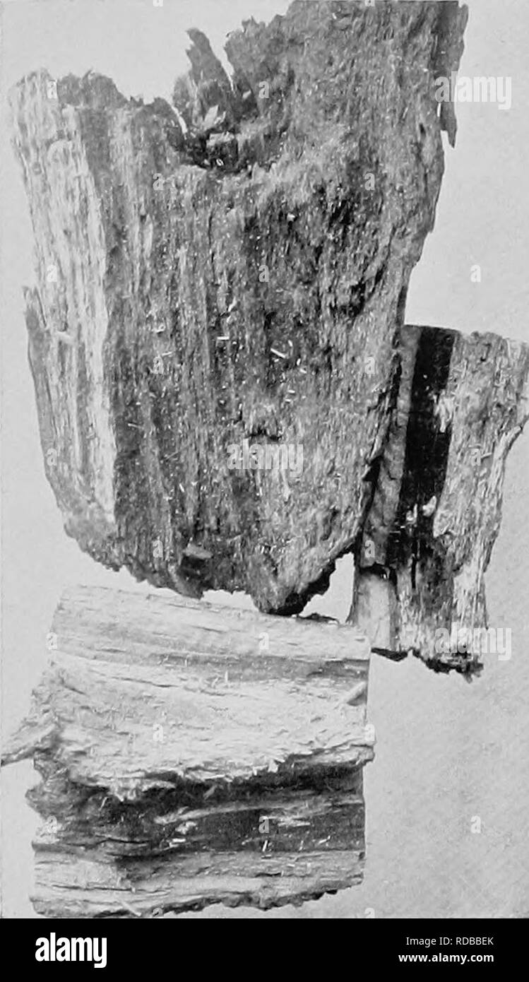 Sneezewood hi-res stock photography and images - Alamy