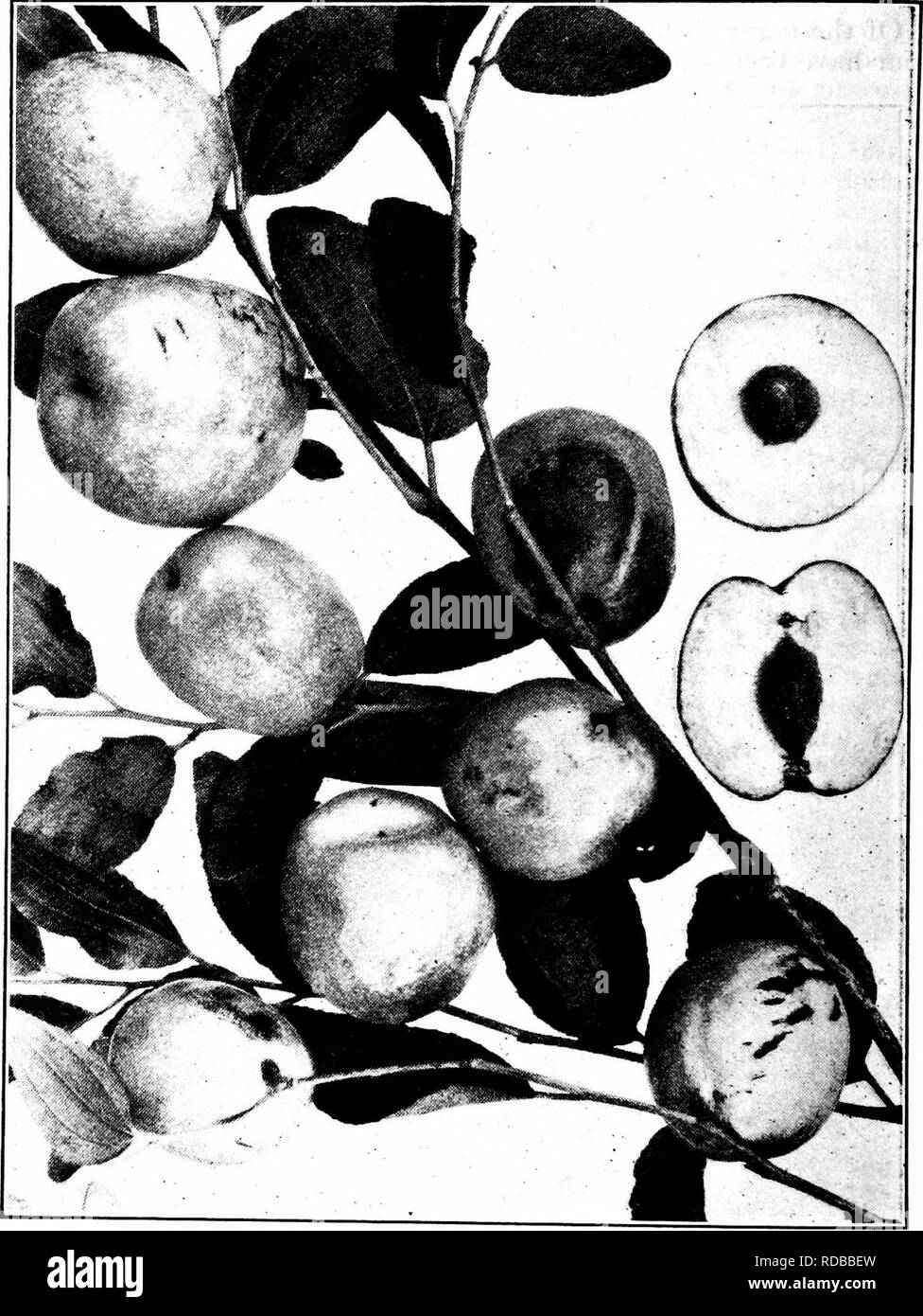 Smallest Pear High Resolution Stock Photography and Images - Alamy