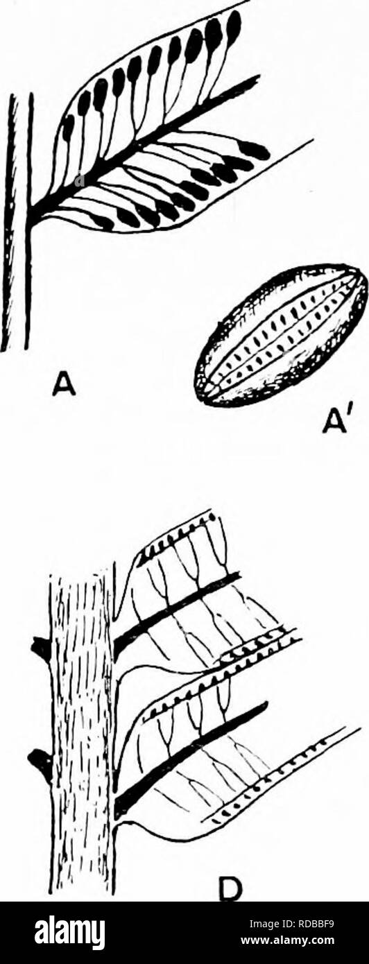 Angiopteris species hi-res stock photography and images - Alamy