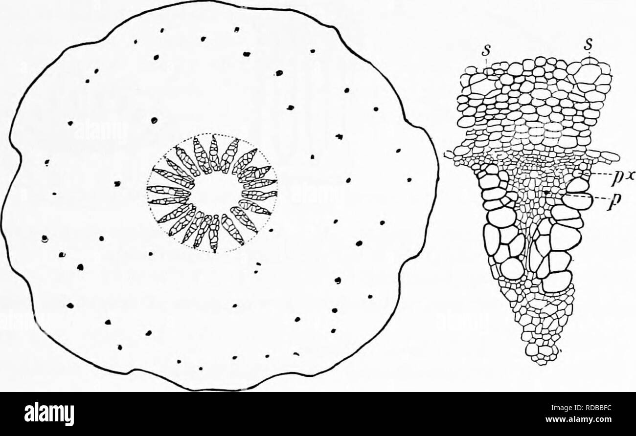 . Fossil plants : for students of botany and geology . Paleobotany. Fig ...