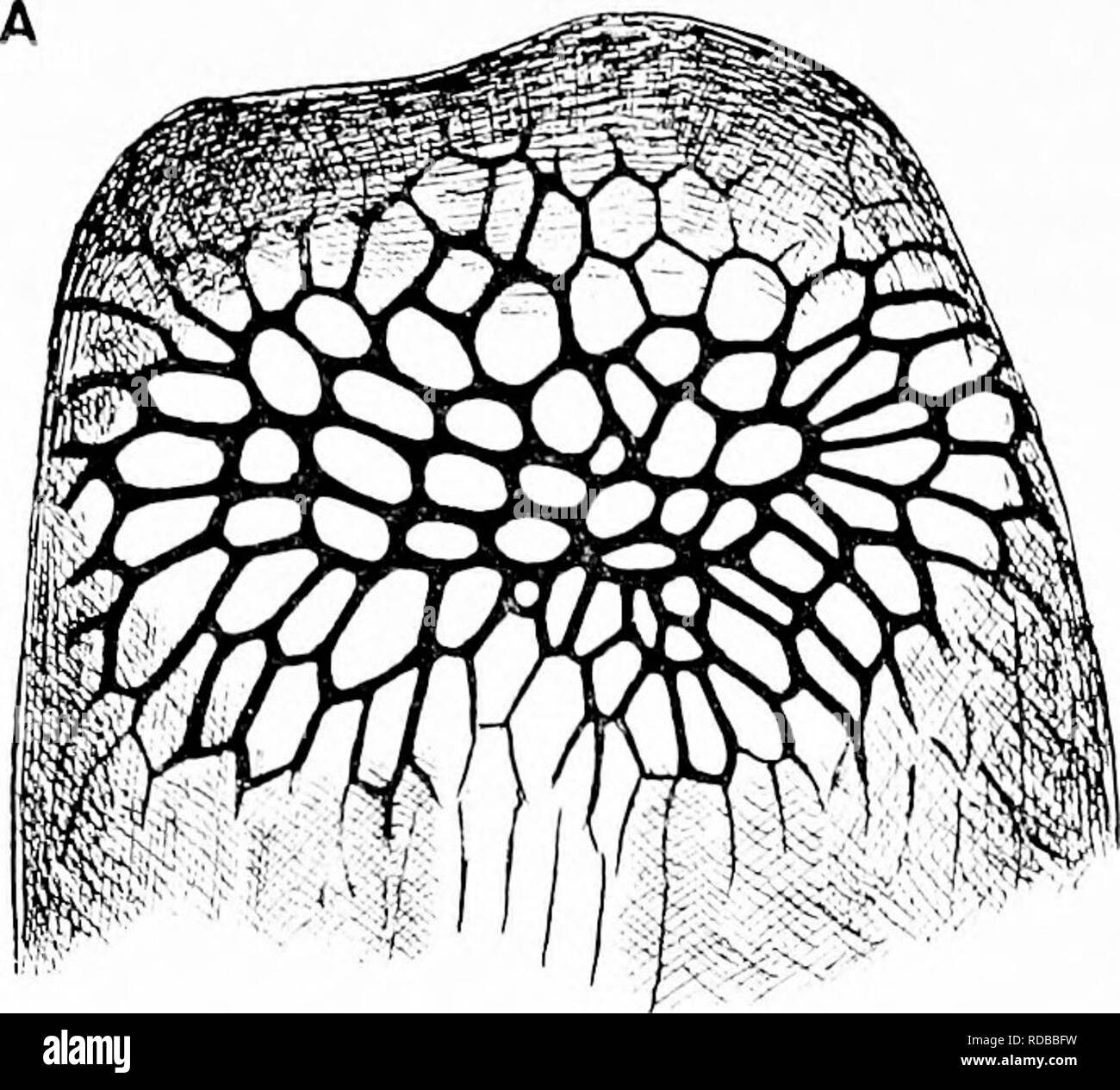 . Fossil plants : for students of botany and geology . Paleobotany. 318 ...