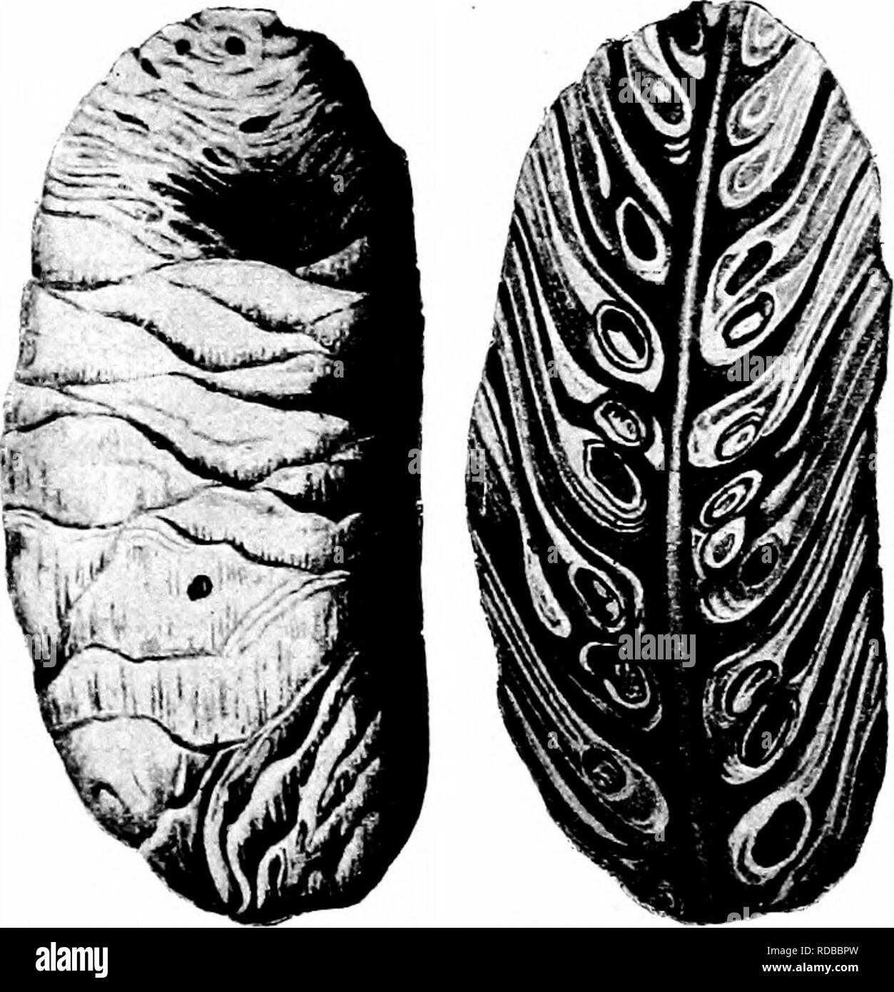 . Fossil plants : for students of botany and geology . Paleobotany. 388 ...