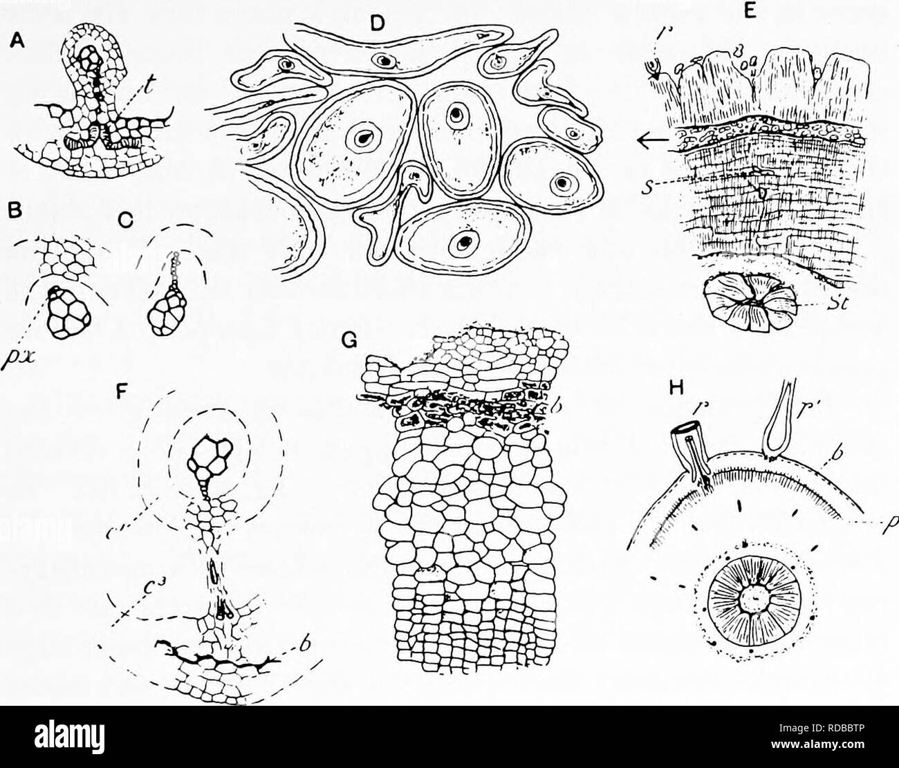 . Fossil plants : for students of botany and geology . Paleobotany ...